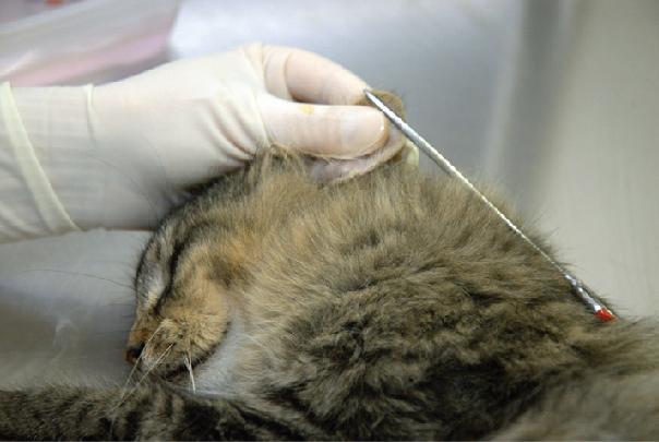 Eartipping Factsheet - Ireland's TNR Manual