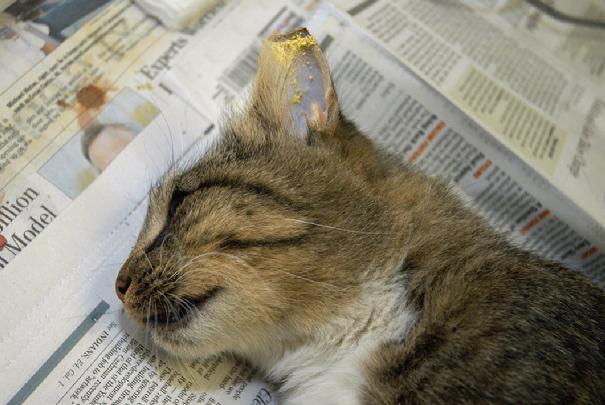 Eartipping Factsheet - Ireland's TNR Manual