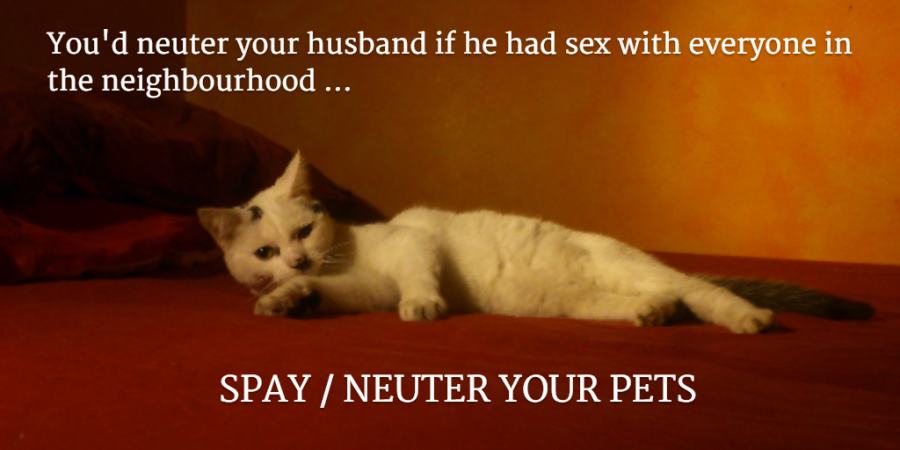 Neuter - Ireland's TNR Manual
