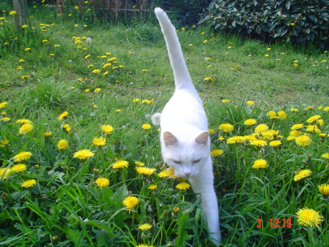 And God asked the feline spirit - Ireland's TNR Manual