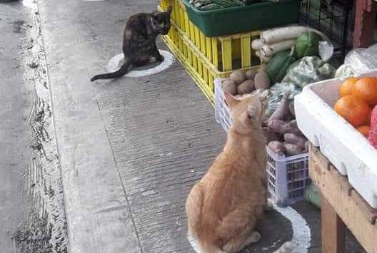 COVID-19 & Community Cat Caregivers - Ireland's TNR Manual