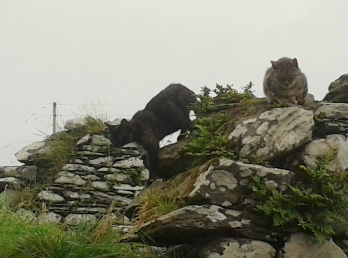 Monitoring the Colony - Ireland's TNR Manual